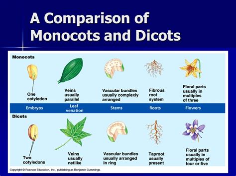 Comparing Monocots And Dicots Worksheet Answers Monocots Vs Dicots Definition Differences