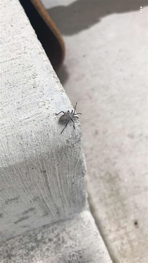 Is This An Immature Squash Bug R Whatsthisbug