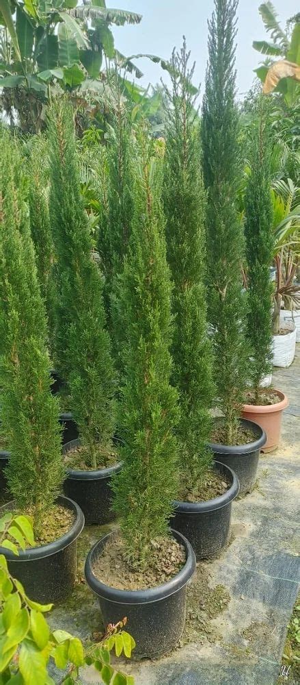 Green Pencil Pine Plant At ₹ 150piece In Jaunpur Id 2853888458248