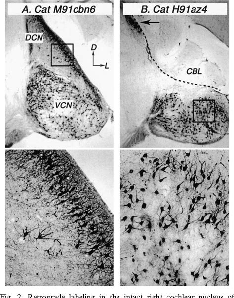 Figure 2 From Role Of The Dorsal Cochlear Nucleus In The Sound