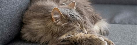 Neural Networks And Back Propagation Explained In A Simple Way By