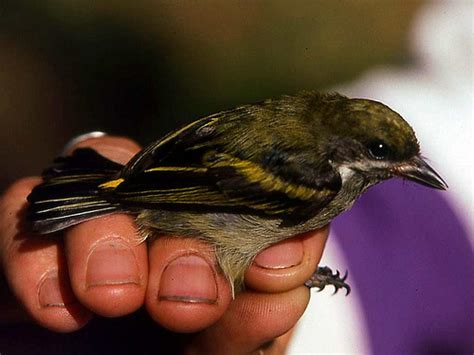 Moustached Tinkerbird Animal Database Fandom