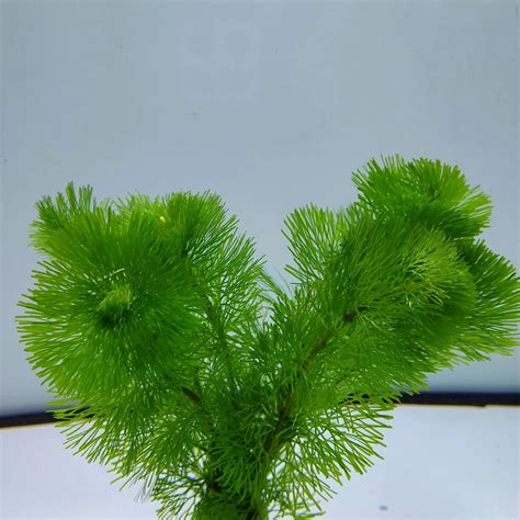 Green Cabomba Cabomba Caroliniana Plantedpro