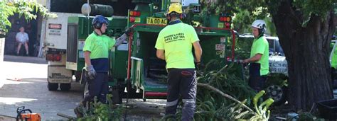 City Council Local Government Tree Services Shanes Trees
