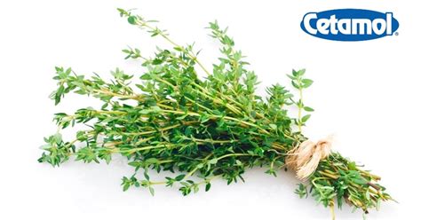 Botanical Roots Why You Should Consume Thyme Loop News