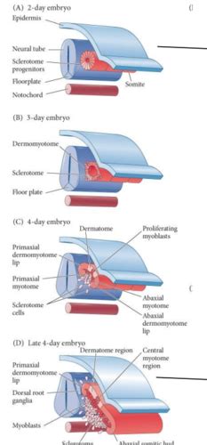 Lecture 30 Mesoderm I Paraxial Mesoderm Flashcards Quizlet
