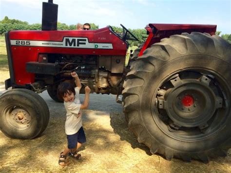 Download Linvilla Orchards Pumpkin Patch Free Showcasesoftware