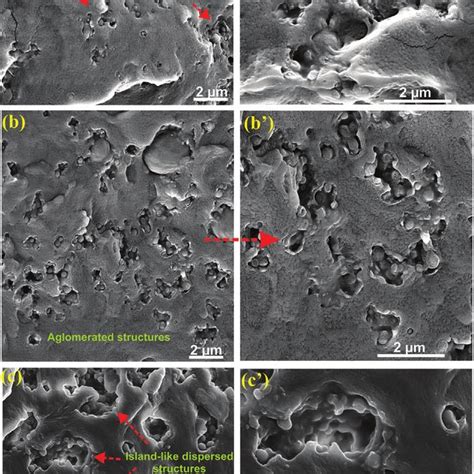 Sem Micrographs Of Cryo Fractured Surfaces Of Pp Pa6 Epdmg Ma Blends Download Scientific