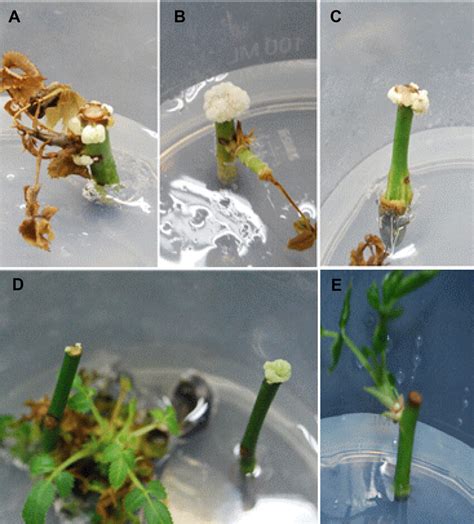 Tumor Formation On Rose Cultivars After Inoculation With Agrobacterium Download Scientific