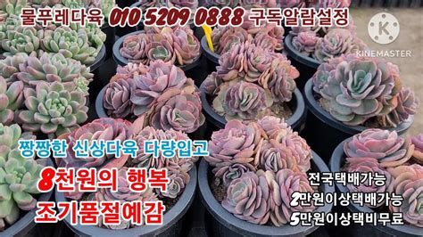 39카드결제가능말간레드벨벳츄비바니사라보니슈클노마드세리누다글램린금테슬라양진테이로사알바뷰티로즈베어파인