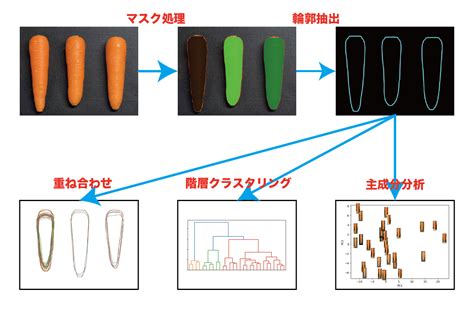 簡単な輪郭形の解析をしてみました