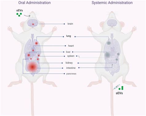 Oral Exosomes Creative Biostructure