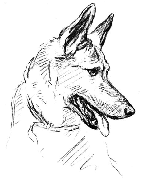 German Shepherd Drawing
