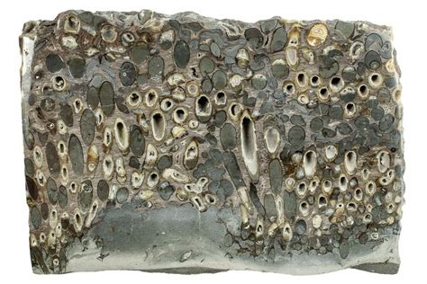 5 4 Polished Fossil Teredo Shipworm Bored Wood England 279340 For Sale