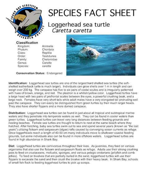Pdf Loggerhead Sea Turtle Final[1] ~heithaus Sberp Pdfs Species Loggerheadsfs