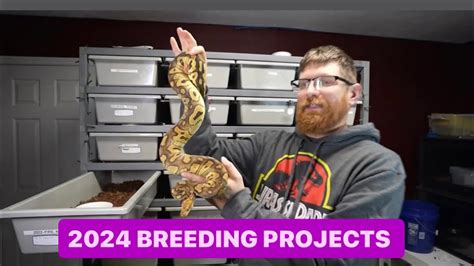 2024 Female Ball Python Breeding Pairs YouTube