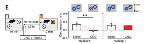 Science 青睐有加！「新物体识别」实验知识汇总！ 知乎