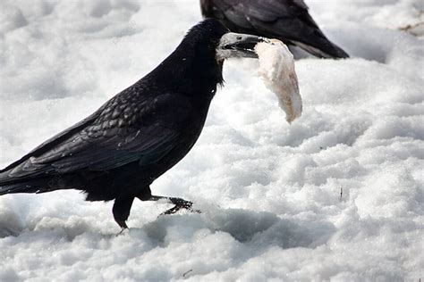 The Raven Bite Winter Wild Photo Background And Picture For Free