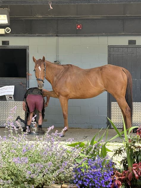 Elizabeth Start On Linkedin Strangest Spot Yet A Farrier At Work 15 Minute Walk From Canary