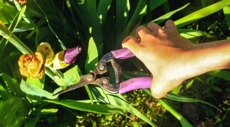 7 Tips For Getting Your Irises To Rebloom