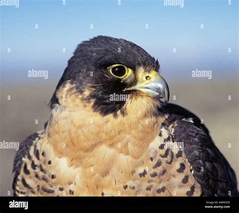 Peregrine Falcon Habitat Deserts