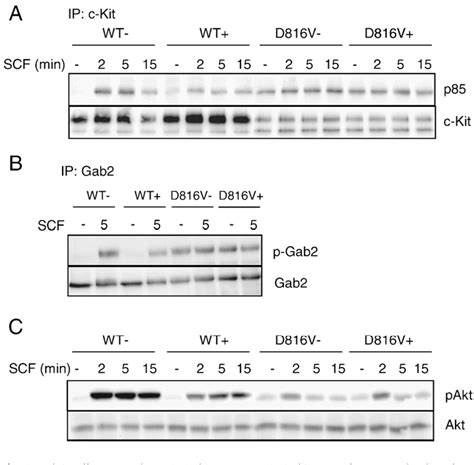 Figure 2 From The C Kitd816v Mutation Eliminates The Differences In Signal Transduction And
