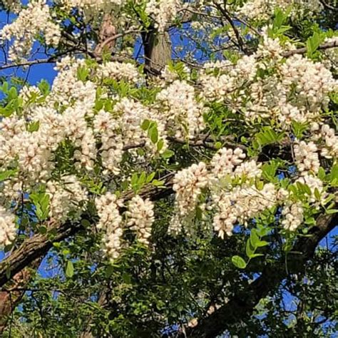 Black Locust Tree Porcupine Hollow Farm