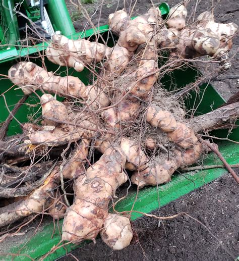 Any Clue What Kind Of Root This Is Green Tractor Talk