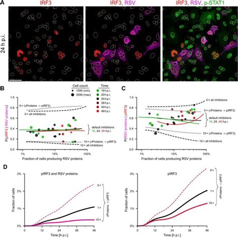 Relation Between Expression Of Viral Proteins And Irf3 Activity