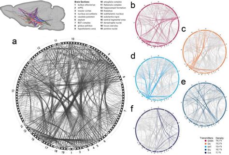 A Multiscale Cerebral Neurochemical Connectome Of The Rat Brain Max