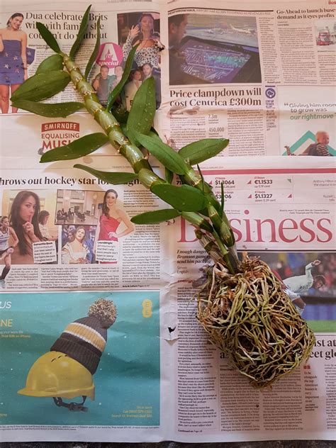 Some Dendrobium Sexy Root Porn Here R Orchids