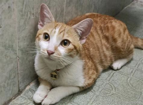 “web架构搭建”模式总结（基础入门篇）网站框架学习 Csdn博客