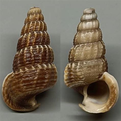 Cerithidea Obtusa 3712630