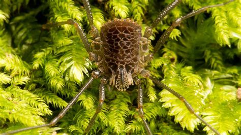 City Nature Challenge Results In Nearly 1 Million Wildlife Observations