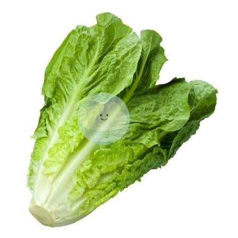 Harga Romaine Lettuce 1kg Terbaru Nov 2024 Biggo Indonesia