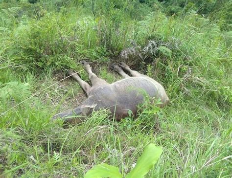 Dvb နာဂဒေသတွင် အသက်ရှူကြပ်သည့် ရောဂါတစ်မျိုးဖြင့် ကျွဲအကောင်ရေ ရာချီ