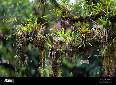 Epiphytes Growing On A Rainforest Tree Tapanti Nationl Park Costa