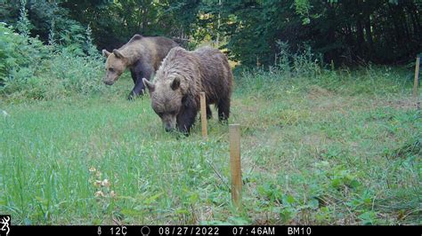 Ariu I Murrmë Ppnea
