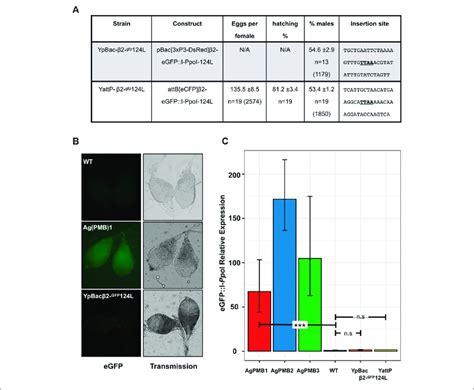 Transcriptional Suppression Of Y Linked X Shredder Constructs Download High Resolution