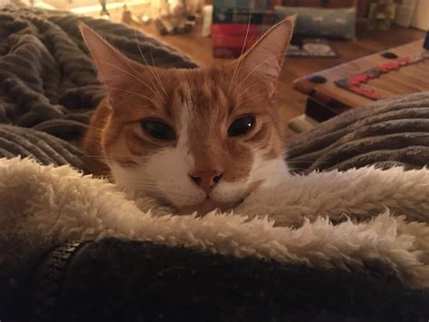 Murphy Happily Sits Like This For Hours Rcatsmirin