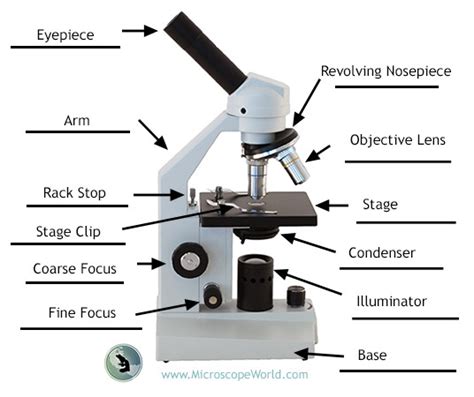 Compound Microscope Parts