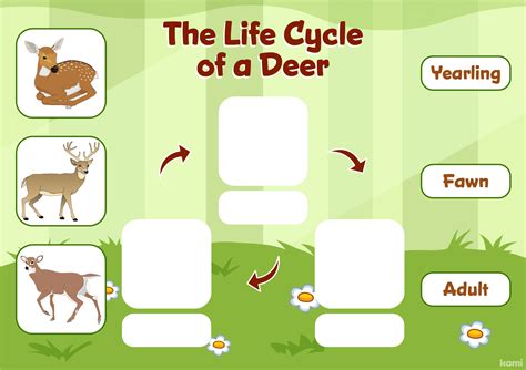 Deer Life Cycle For Teachers Perfect For Grades 3rd 4th Science