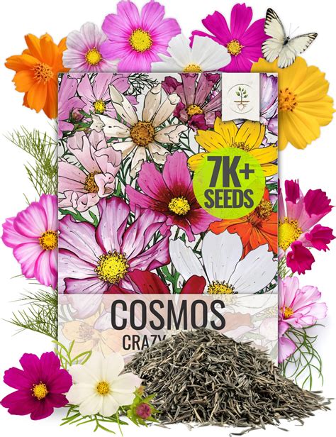 Cosmos Bipinnatus Seeds For Planting 1000 Mix Cosmos