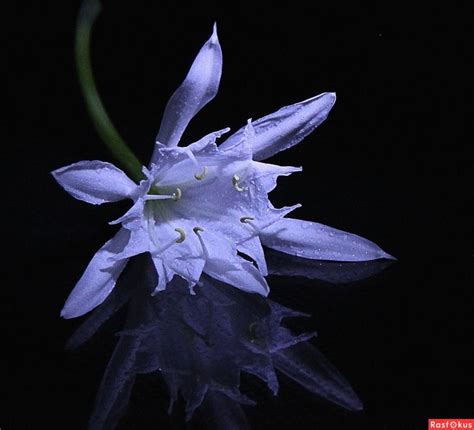 Белый цветок на черном фоне