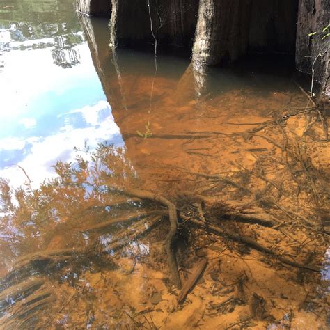 Fossil Kayaking Tour Update