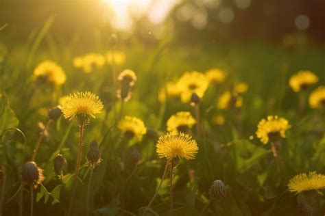 10 Flowers That Represent Elements Power Of Nature Foliage Friend Learn About Different