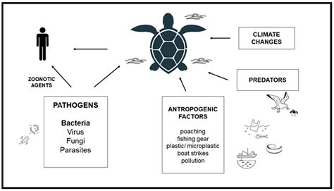 Hawksbill Sea Turtle Diagram