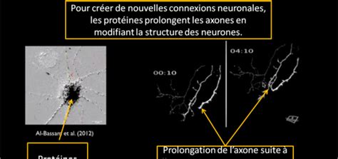 L Apprentissage De La Lecture Vu Par Les Neurosciences