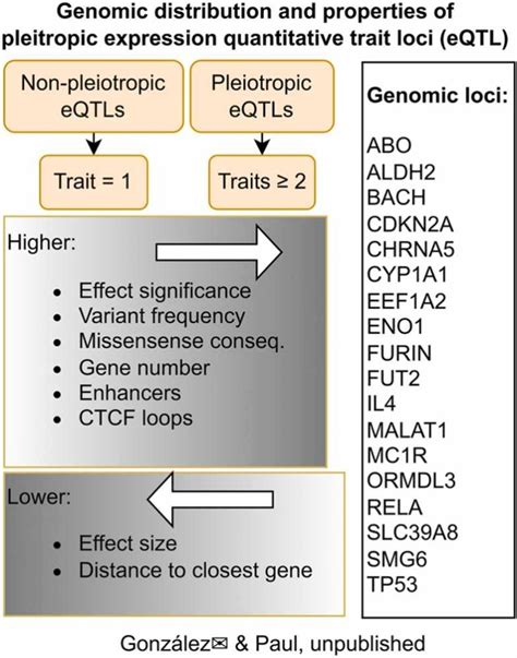 Pleiotropic Expression Quantitative Trait Loci Are Enriched In Enhancers And Transcription