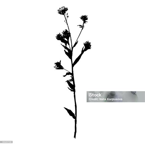 각인 필드 잔디 검은 실루엣 흰색 배경에 장식 잔디 격리 요소 디자인 엽서 패턴에 적합합니다 스톡 벡터 일러스트레이션 0명에 대한 스톡 벡터 아트 및 기타 이미지 Istock